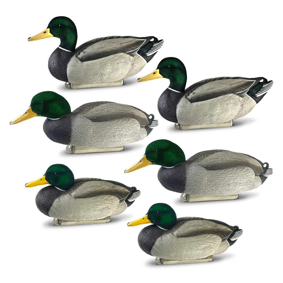 Cowboy Pack Flocked Head Mallards - Explore Beavertail